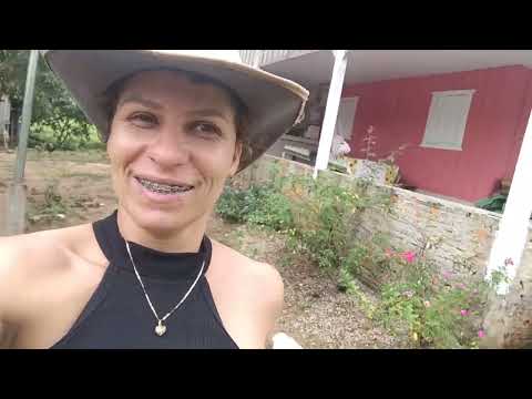 Fartura na roça, matamos porco 🐷!!!