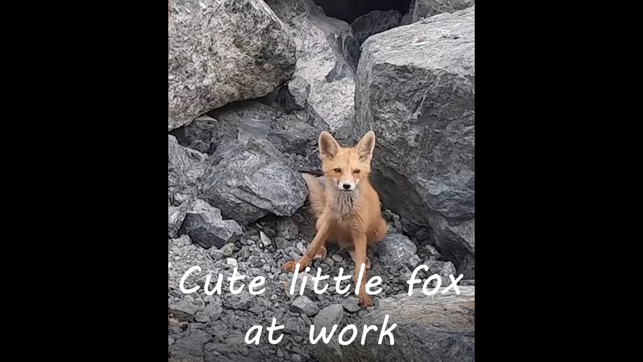 Cute little fox at work - YouTube