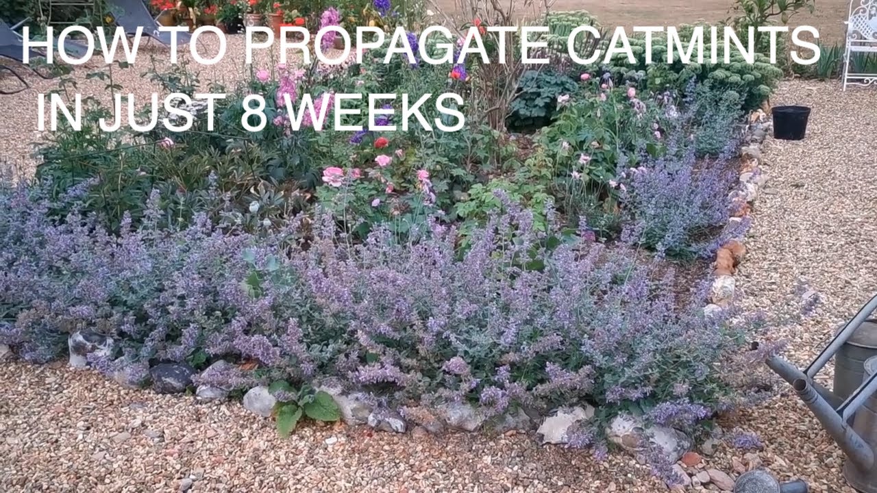 How to Grow and Propagate Catmint FAST. - YouTube