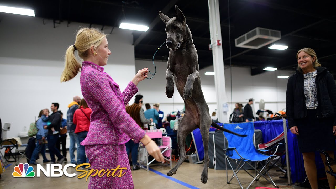 WATCH: Behind the scenes of the 2022 National Dog Show (Breed Judging ...