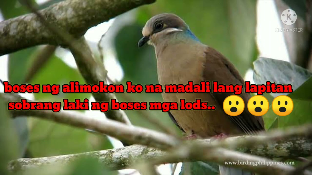 sounds of alimokon na lapitin para maka huli agad... sobrang laki ng ...