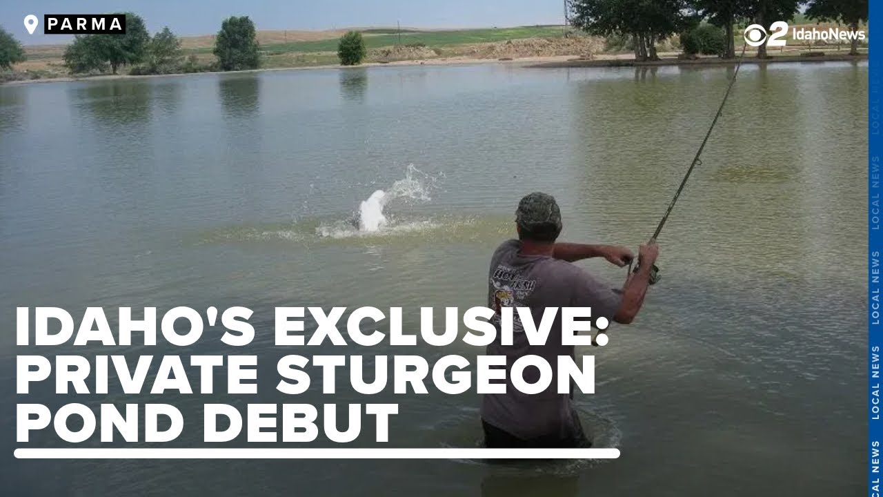 Visit Idaho's Only Stocked Private Sturgeon Pond - YouTube