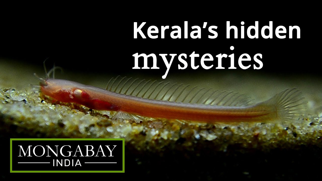 Blind catfish discovered beneath Kerala's surface - YouTube