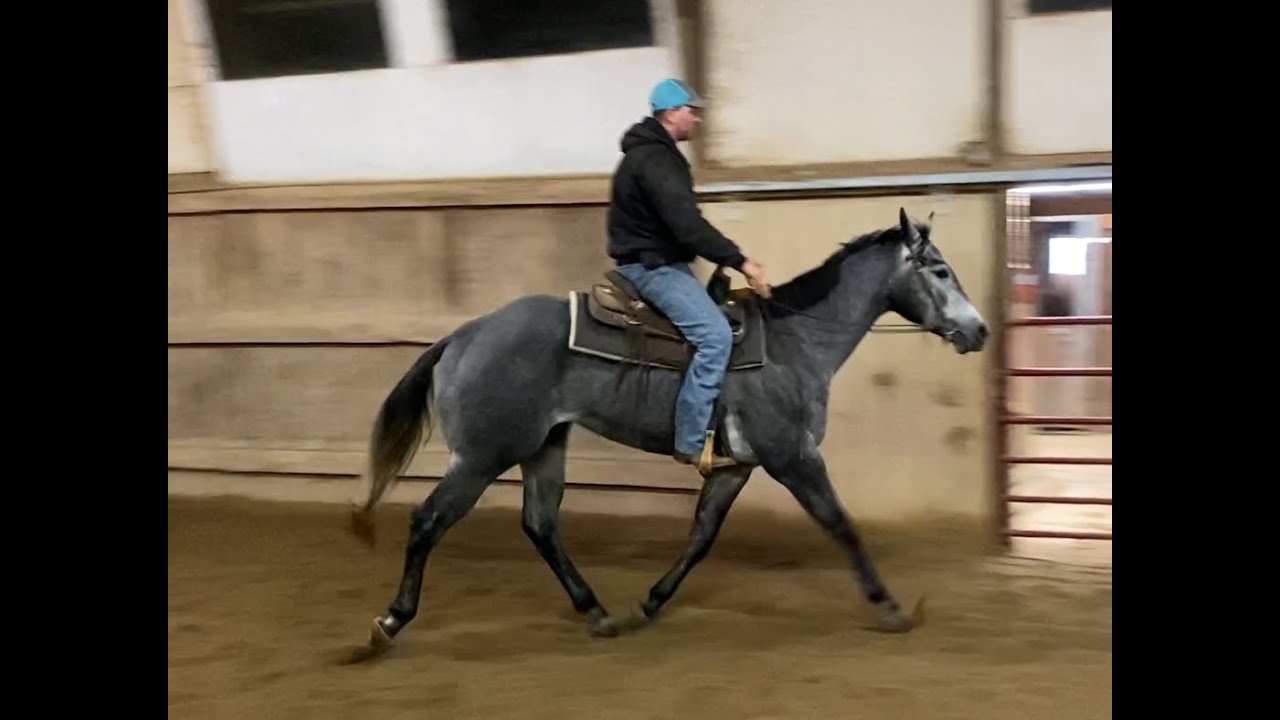 DGS Copy Cat - 2019 Gray AQHA Gelding by DGS Replicated - 12/2021 - YouTube