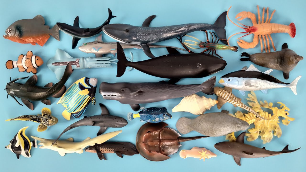 Binatang Laut Hiu Goblin, Paus Kepala Busur, Ikan Tuna, Ikan Badut ...