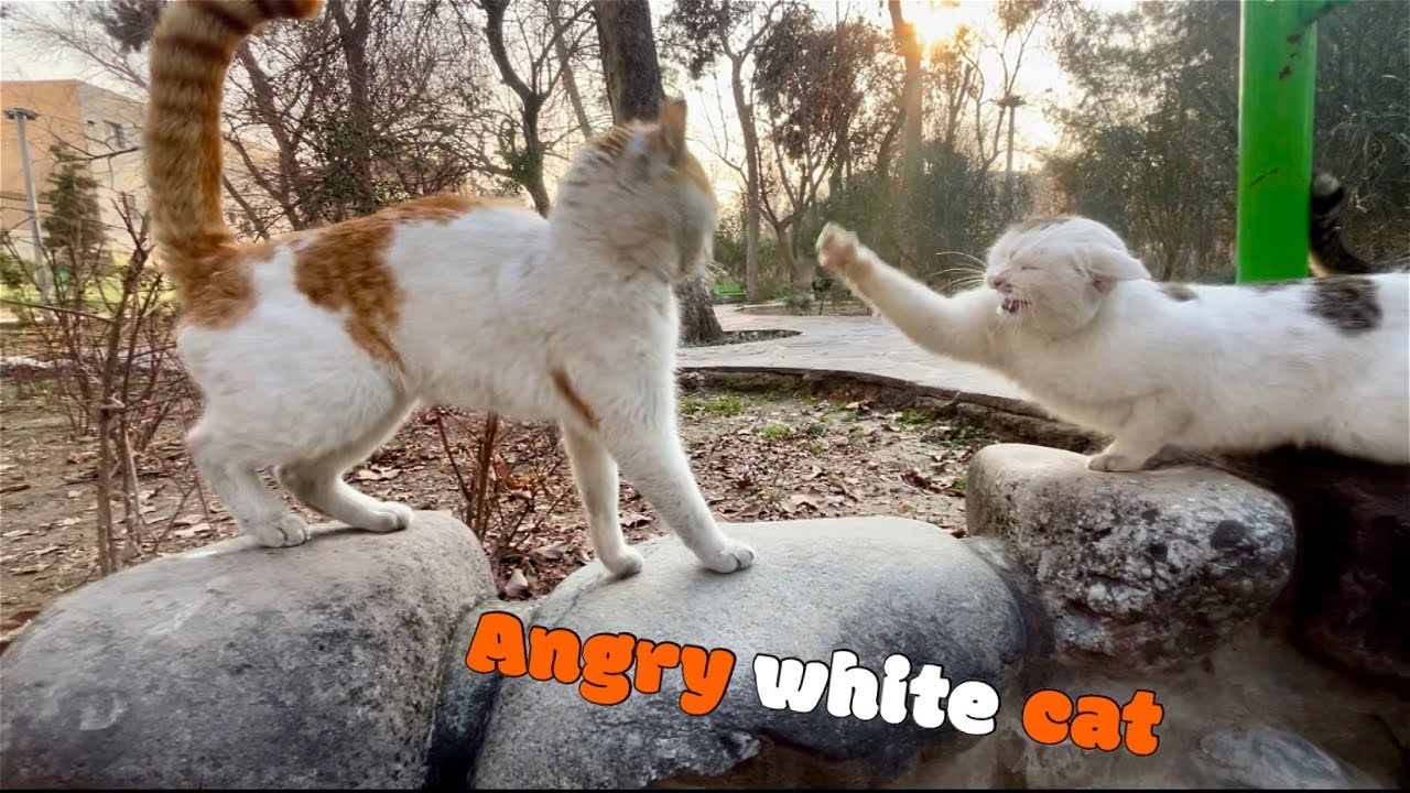 Angry white cat has short temper - YouTube