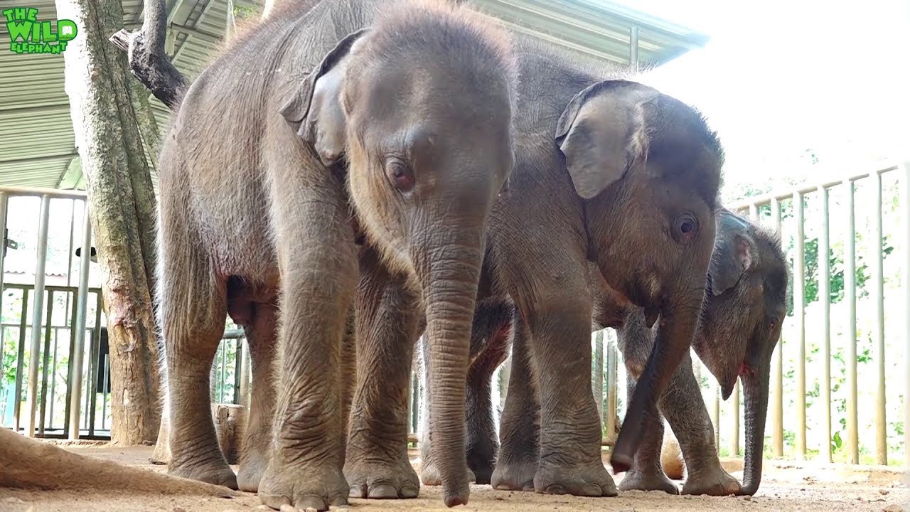 Three cute baby elephants are waiting to join a new elephant herd or a ...