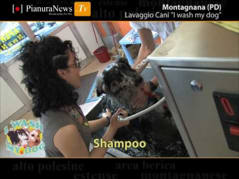 I Wash My Dog - Lavaggio cani Self Service - PianuraNews.TV - YouTube