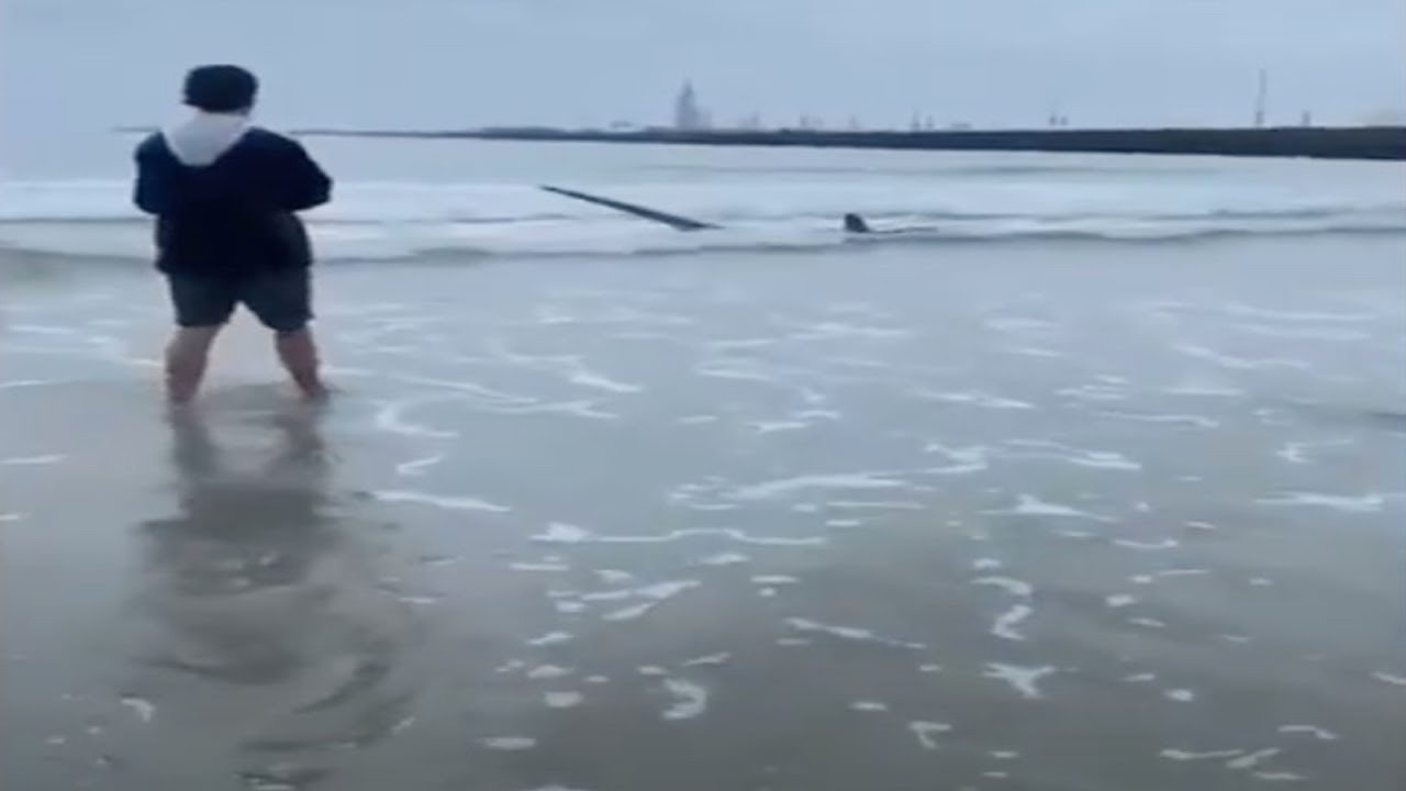 Thresher Shark ashore - Portland, Victoria. - YouTube