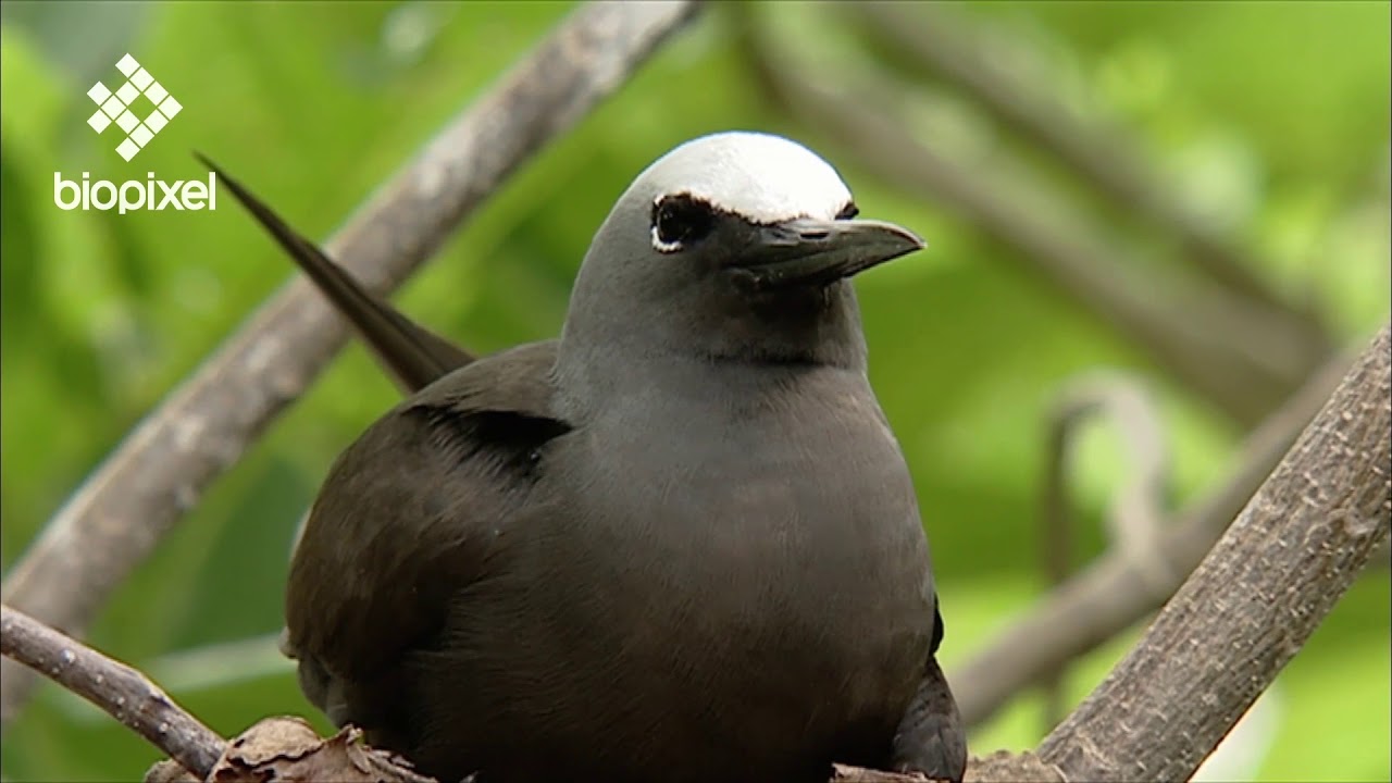 Oceanpedia Critter finder Birds White capped noddy - YouTube