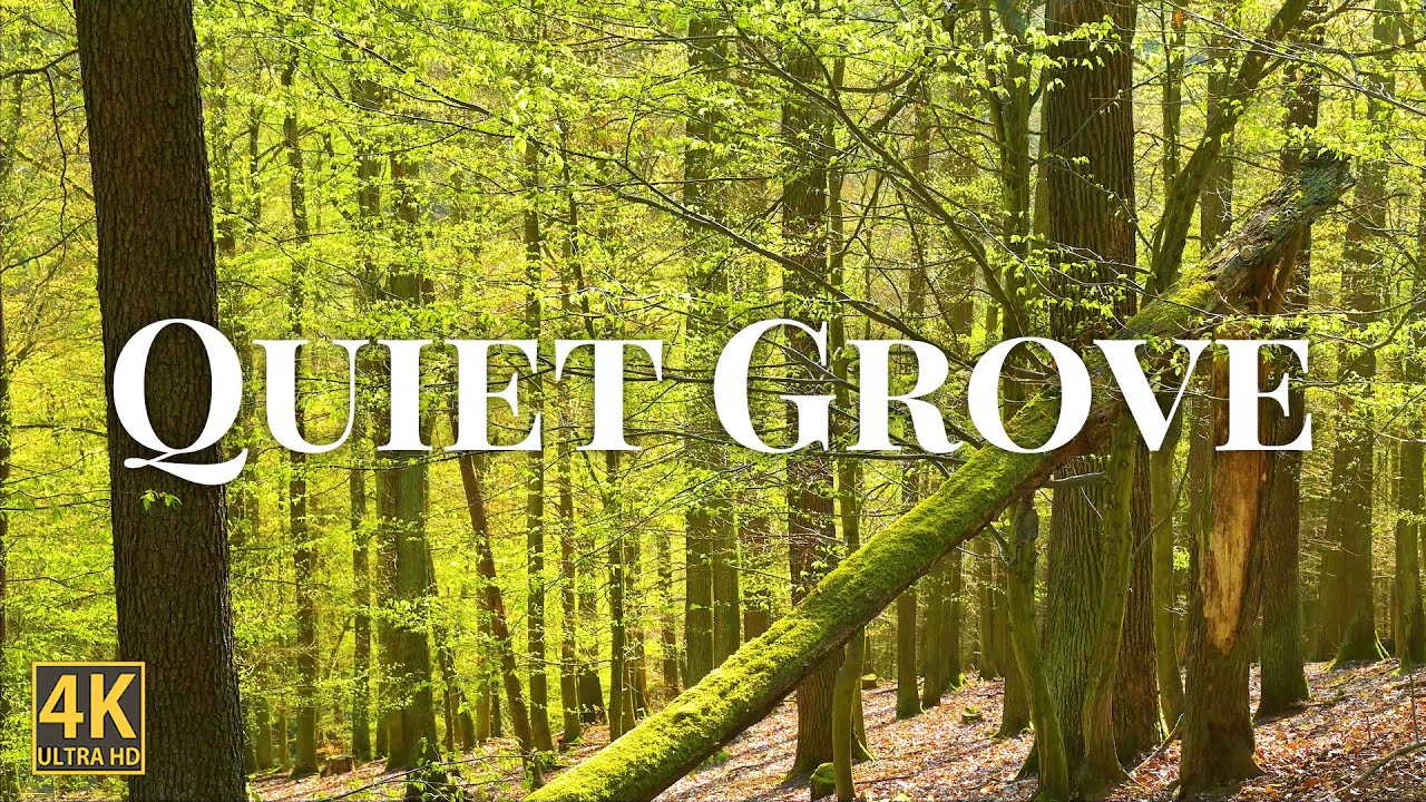 Spring Forest Relaxation: Joyful Birds Chirping & Green Trees - YouTube