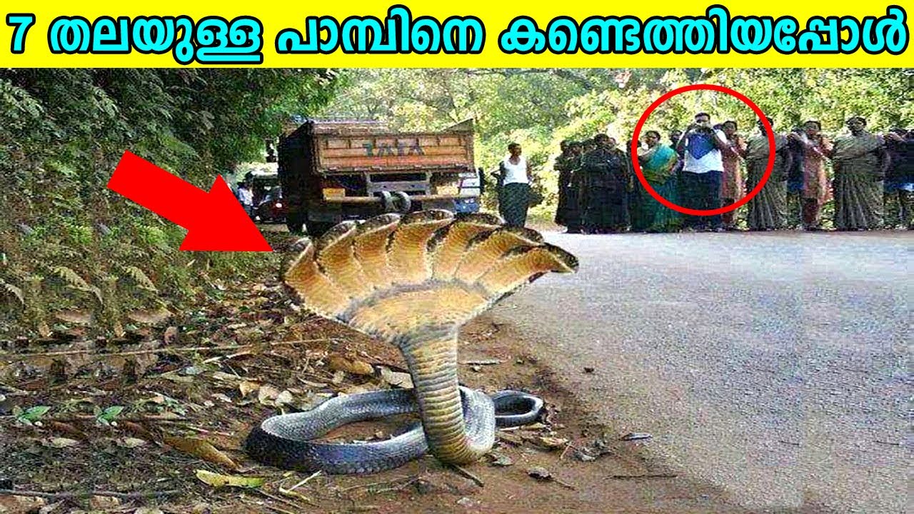 10 Most Abnormal Animals In The World - YouTube