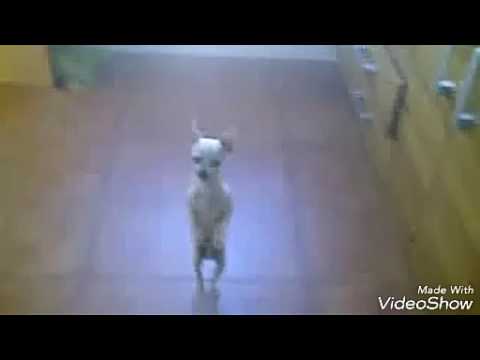 Perro Bailando. Salsa - YouTube