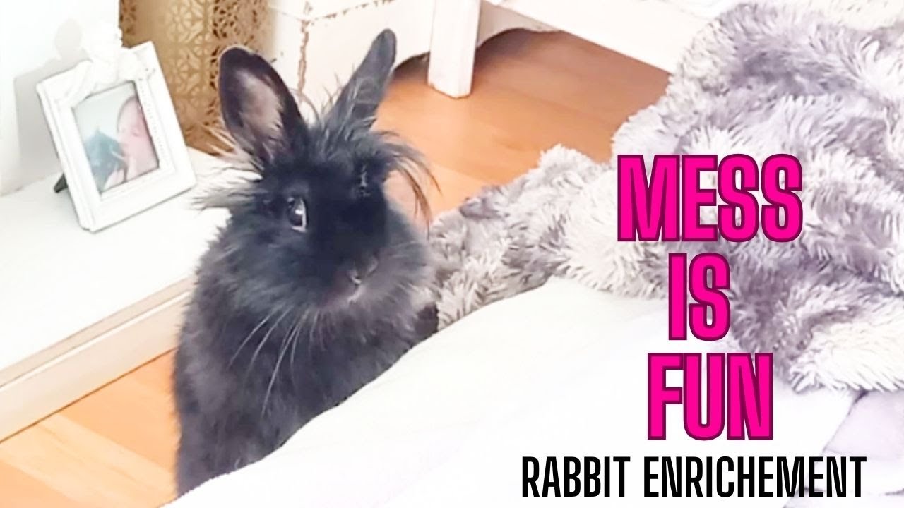 rabbit gets mess enrichement! - YouTube