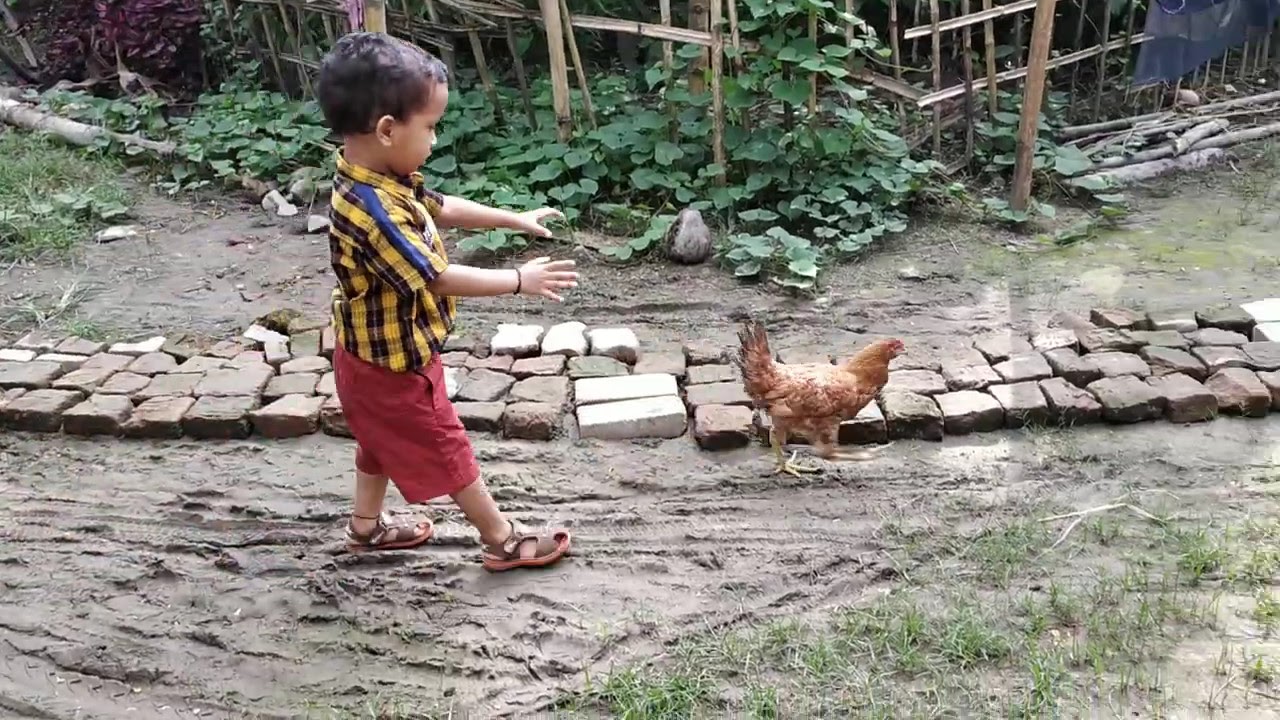 Running after a chicken - YouTube
