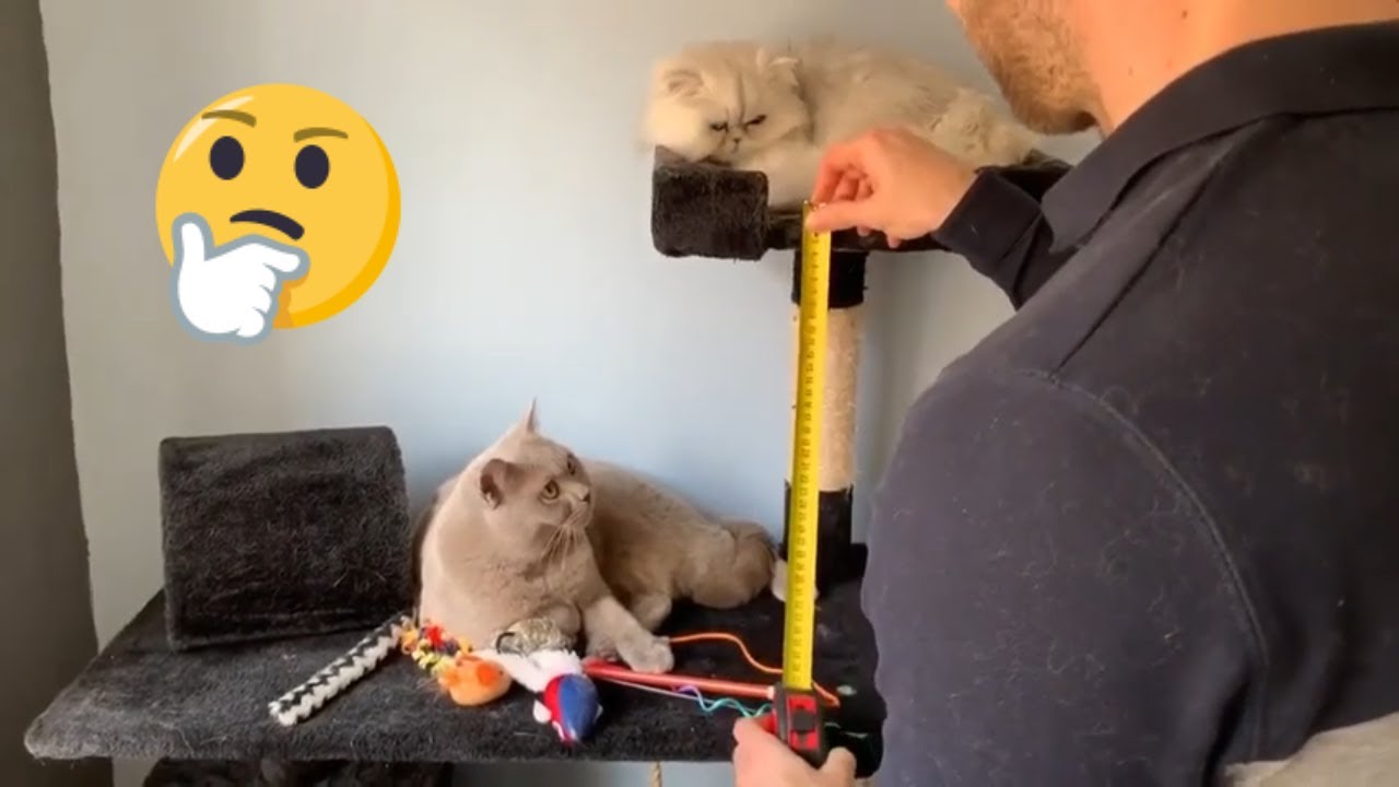 Social distancing with cats - YouTube
