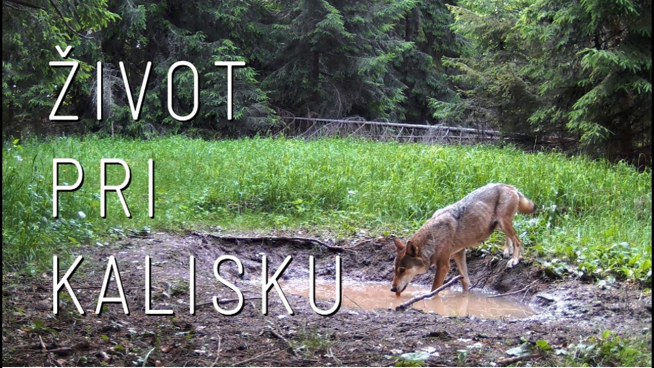 Život pri kalisku | Júnová divočina | Fotopasca Suntek HC900 - YouTube
