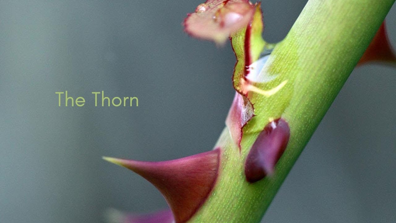The Thorn - YouTube