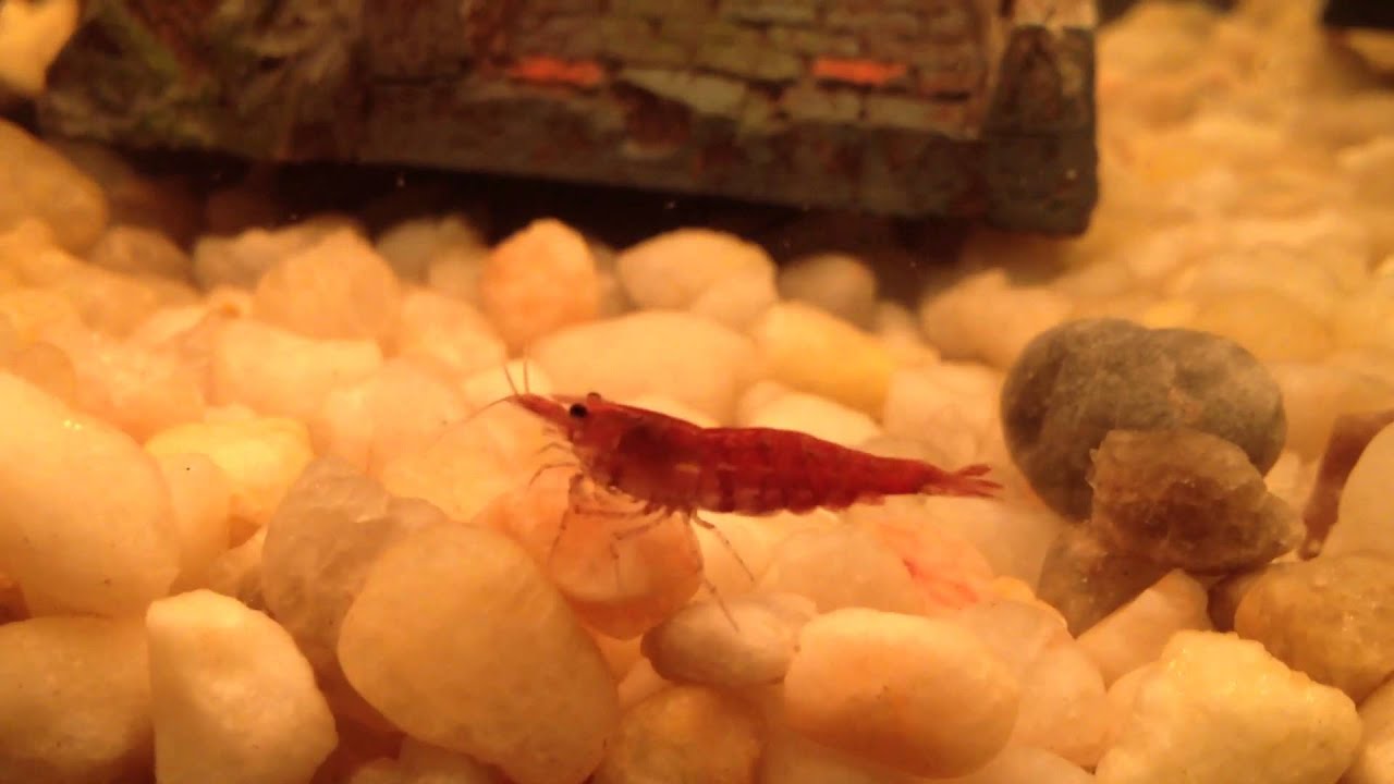 New shrimp and filter!!!!!! - YouTube