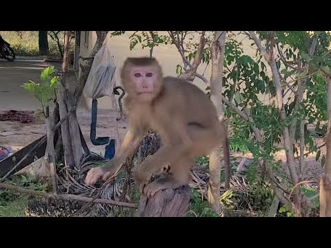 Monkey Yaya Cute - YouTube