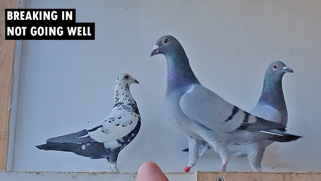 Breaking In Pigeon Barless Splits! - YouTube