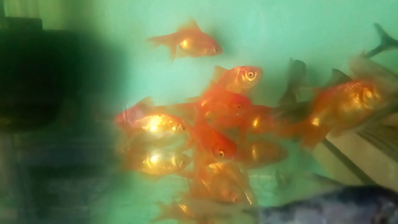 #fishmeditation #meditation Fish Meditation - YouTube