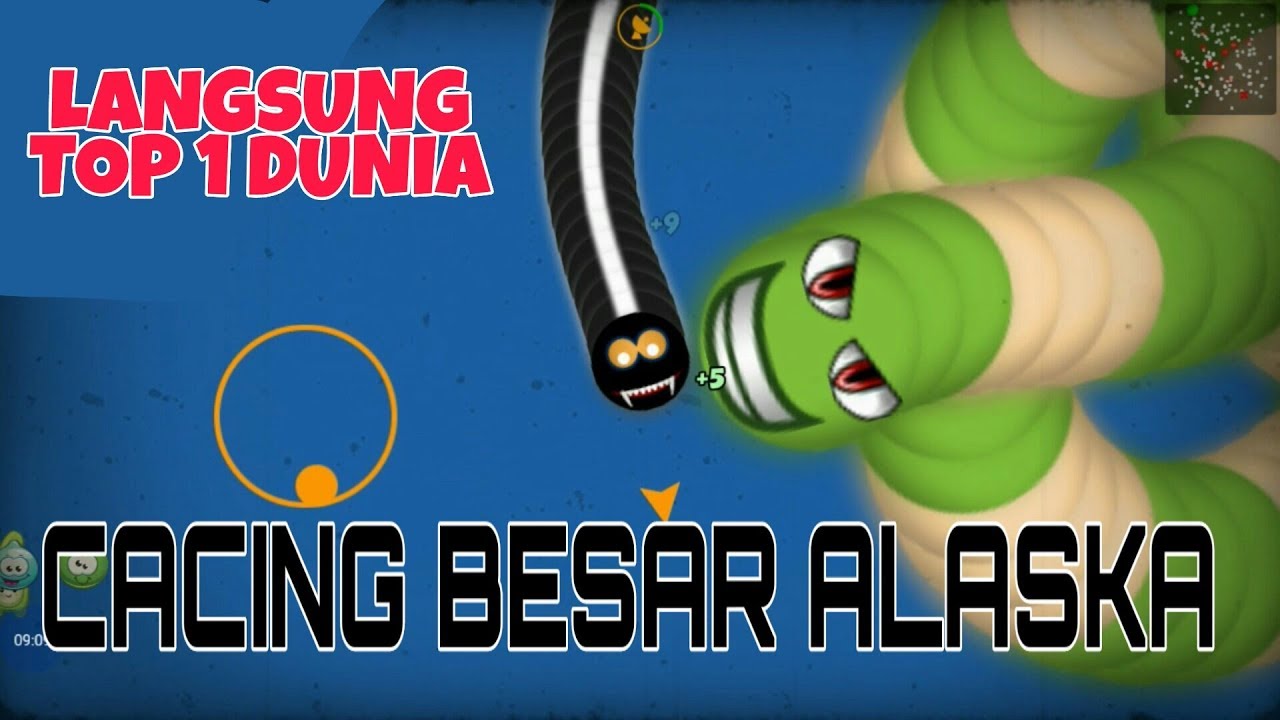 Cacing besar alaska Top 1 DUNIA terjebak - Wormzone.io - YouTube