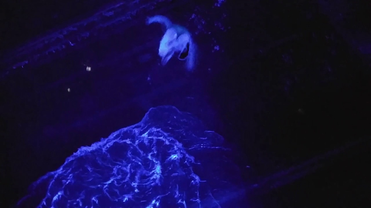 December 1, 2016 - YouTube