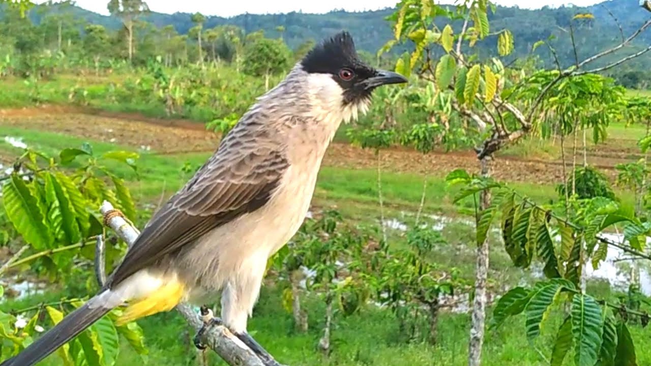 burung kutilang PALGEL hebohkan pencinta burung di thailand 💯 % gacor ...