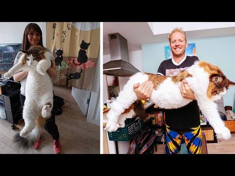 Meet Samson the Largest Cat in New York City That Weighs 30lb - YouTube