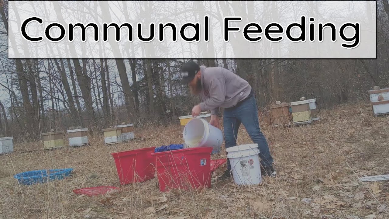 Checking More Hives And Communal Feeding - YouTube