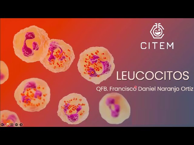 Leucocitos Sob Microscopio Hematología Y Citoquímica De Las Células