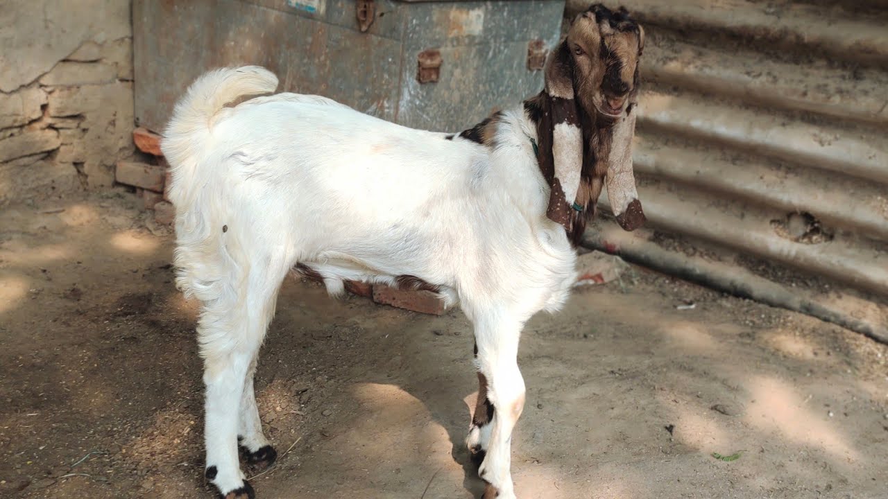 totapuri male bacha double haddi bakra breeding setup ke 5 month andul ...