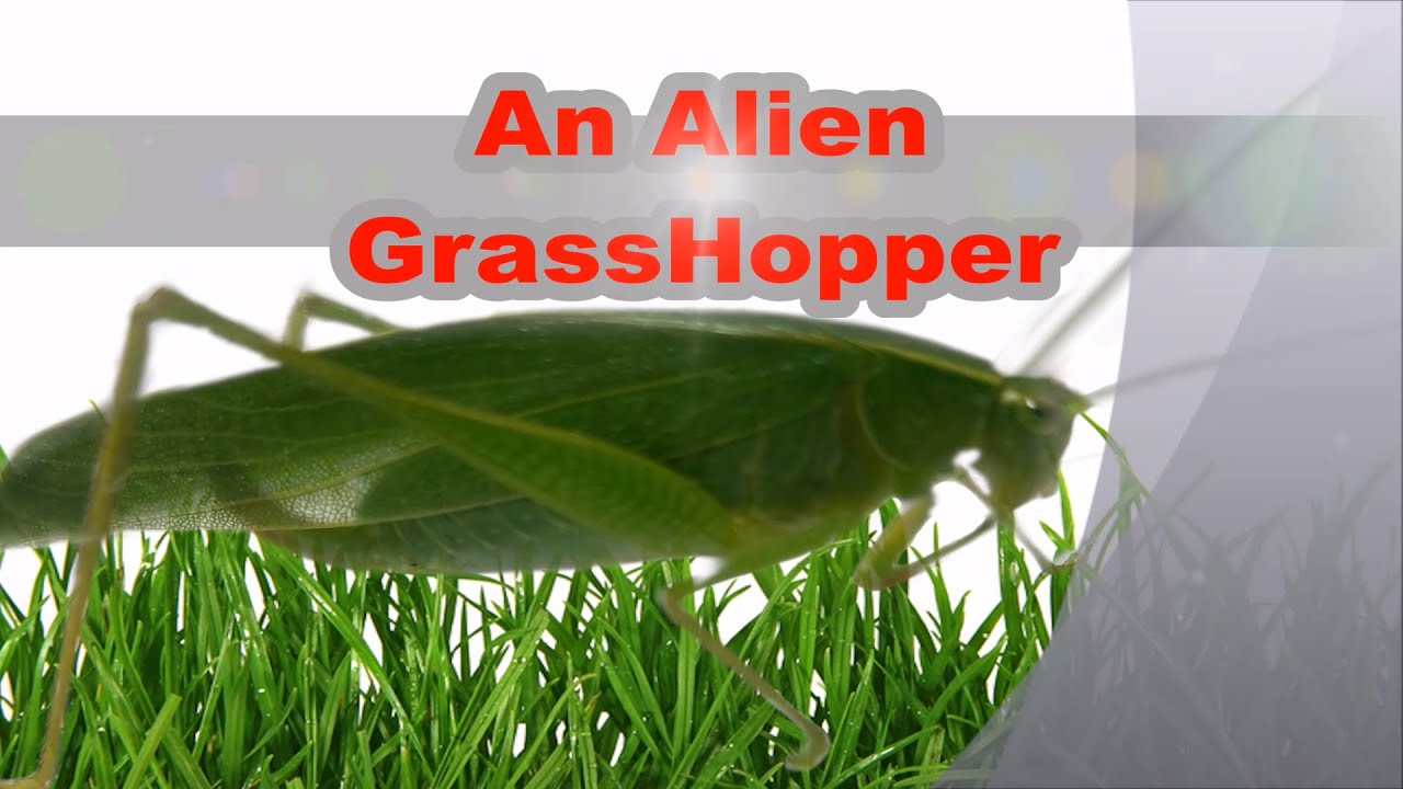 An Alien Grasshopper - Grasshopper - YouTube