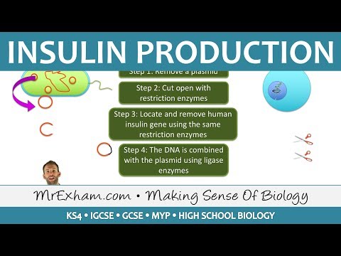 How Is Genetic Engineering Used To Mass Produce Insulin