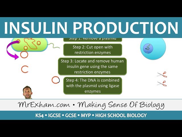 Genetic Engineering Insulin