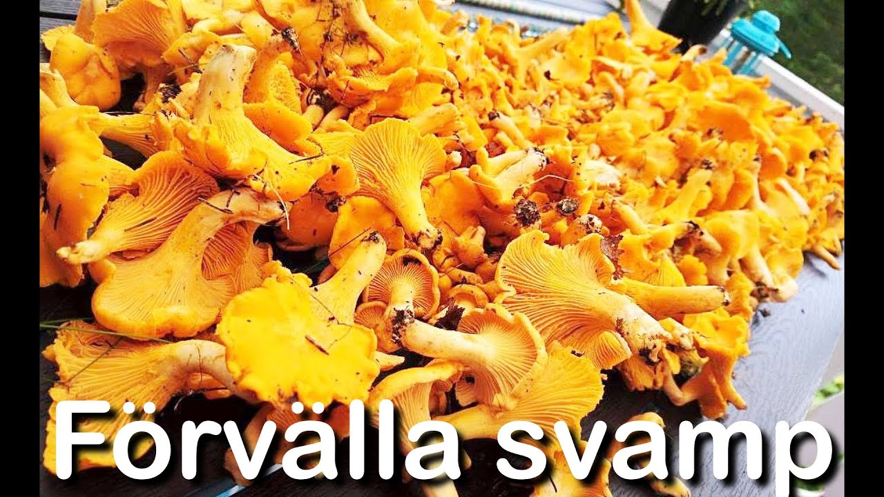 Förvälla svamp, Plock rensa (Kantarell, Trumpetsvamp och Taggsvamp ...