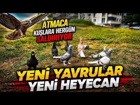 YENİ YAVRULARIN İLK UÇUMU 🕊️~ KUŞLARIMIZIN SON DURUMU🕊️