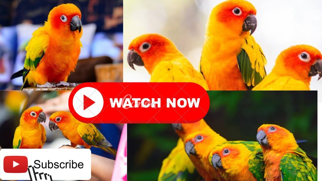 Sun Conure // Beautiful Conure Parrot // Conure Lovers - YouTube