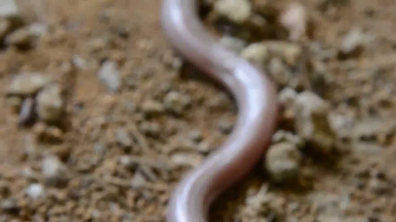 Culebrita Ciega de Puerto Rico / Puerto Rican Common Blind Snake Lizard ...