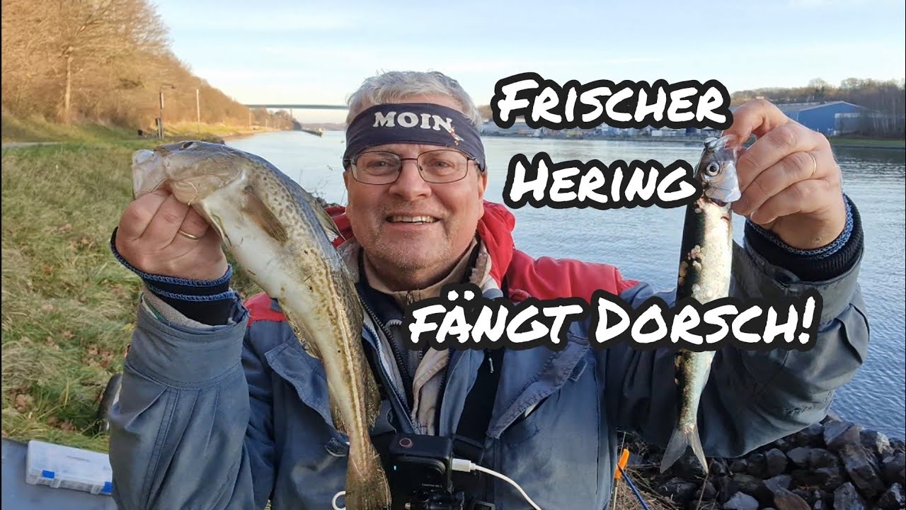 Erst HERING - dann DORSCH! EXPERTENTIPPS für erfolgreiches ANGELN - YouTube