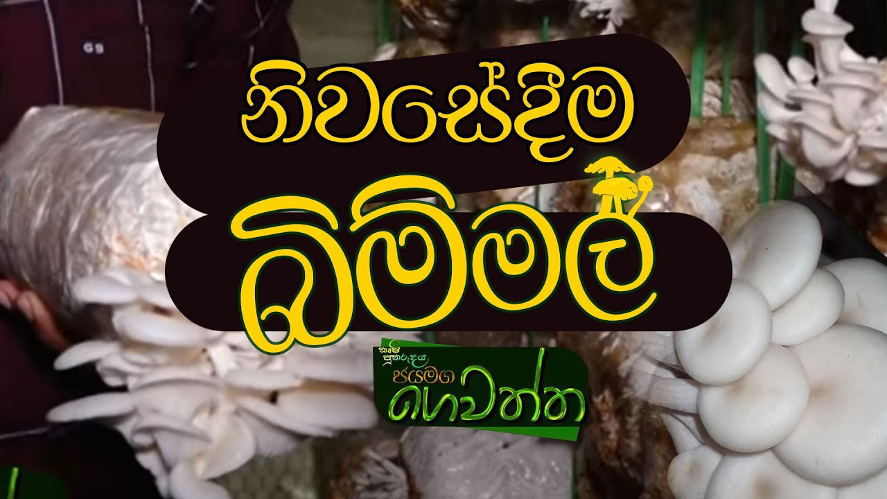 නිවසේදීම බිම්මල් | Jayamaga Gewaththa | 2023-05-20 - YouTube