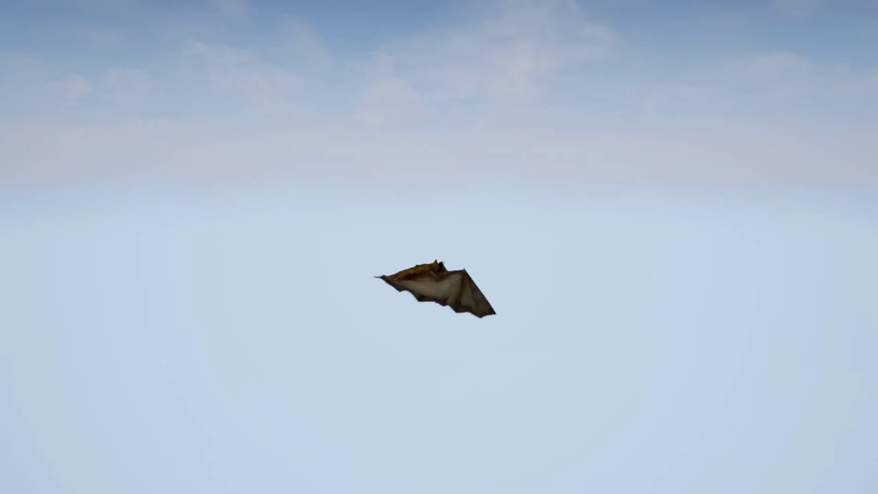 Bat Flying - YouTube