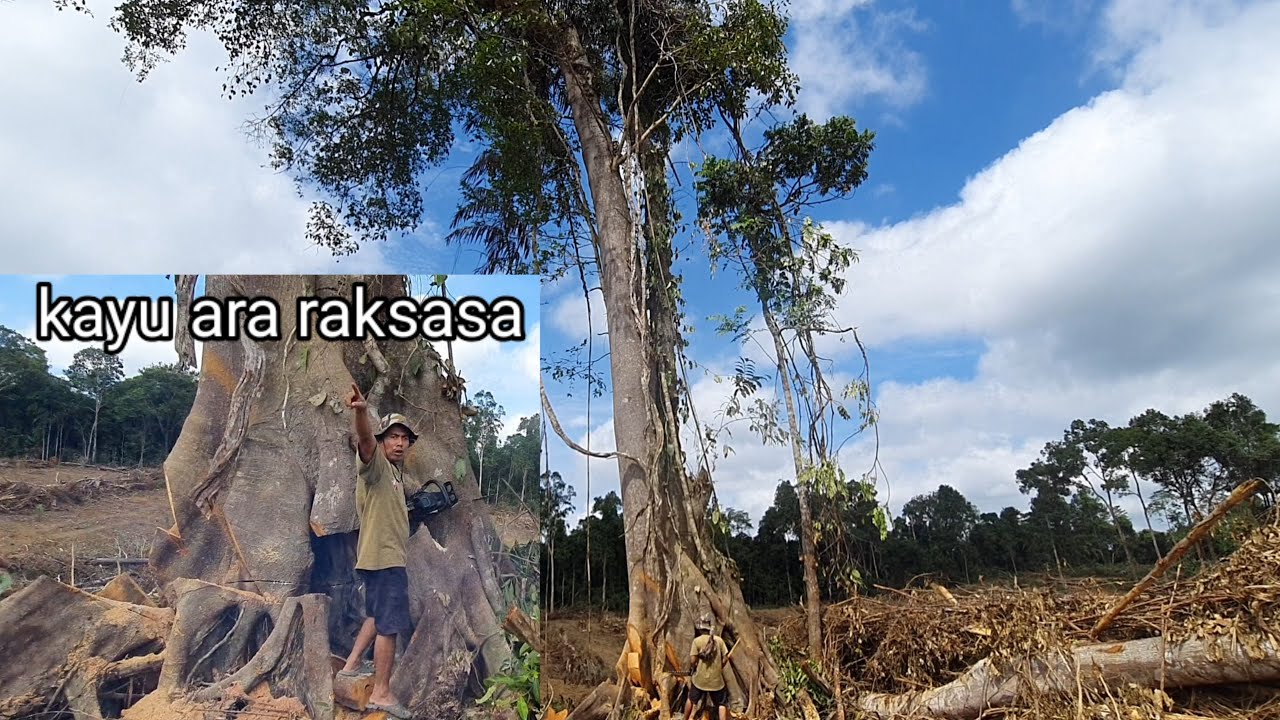 serem!! tebang pohon angker yang sering di huni makhluk halus eps907 ...
