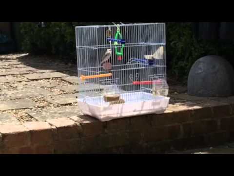 Grey singing finch song, sun cage, Serinus leucopygius - YouTube