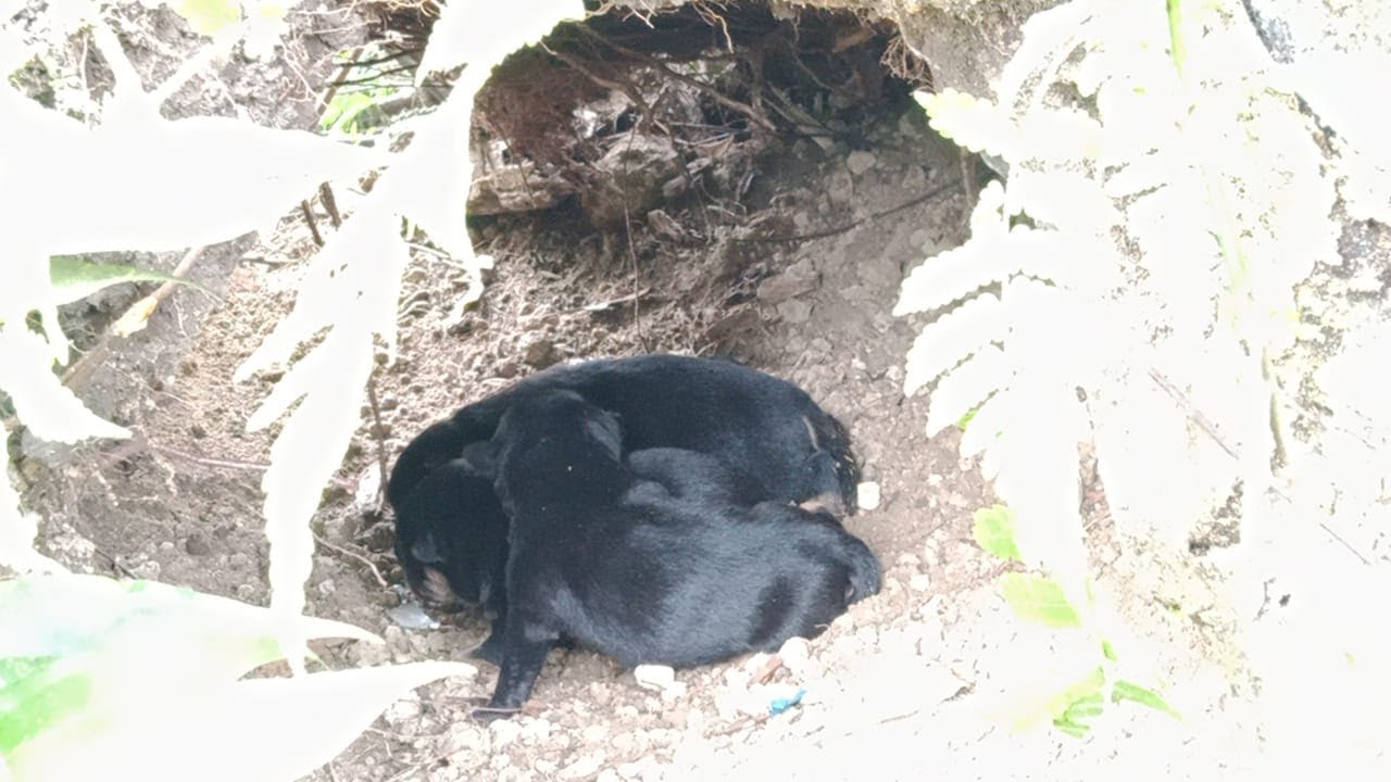 anak anjing comel || bayi jimbo udah lahir|| lucu sekali - YouTube