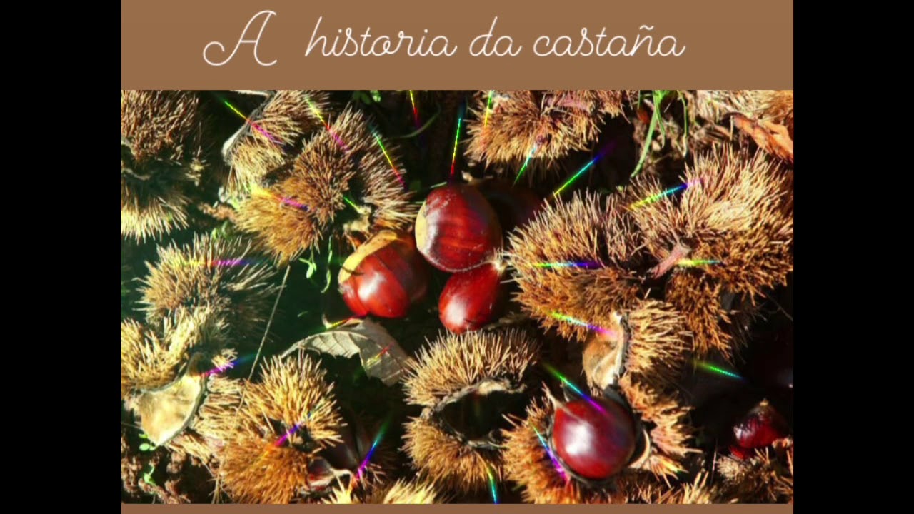 A historia da castaña - YouTube