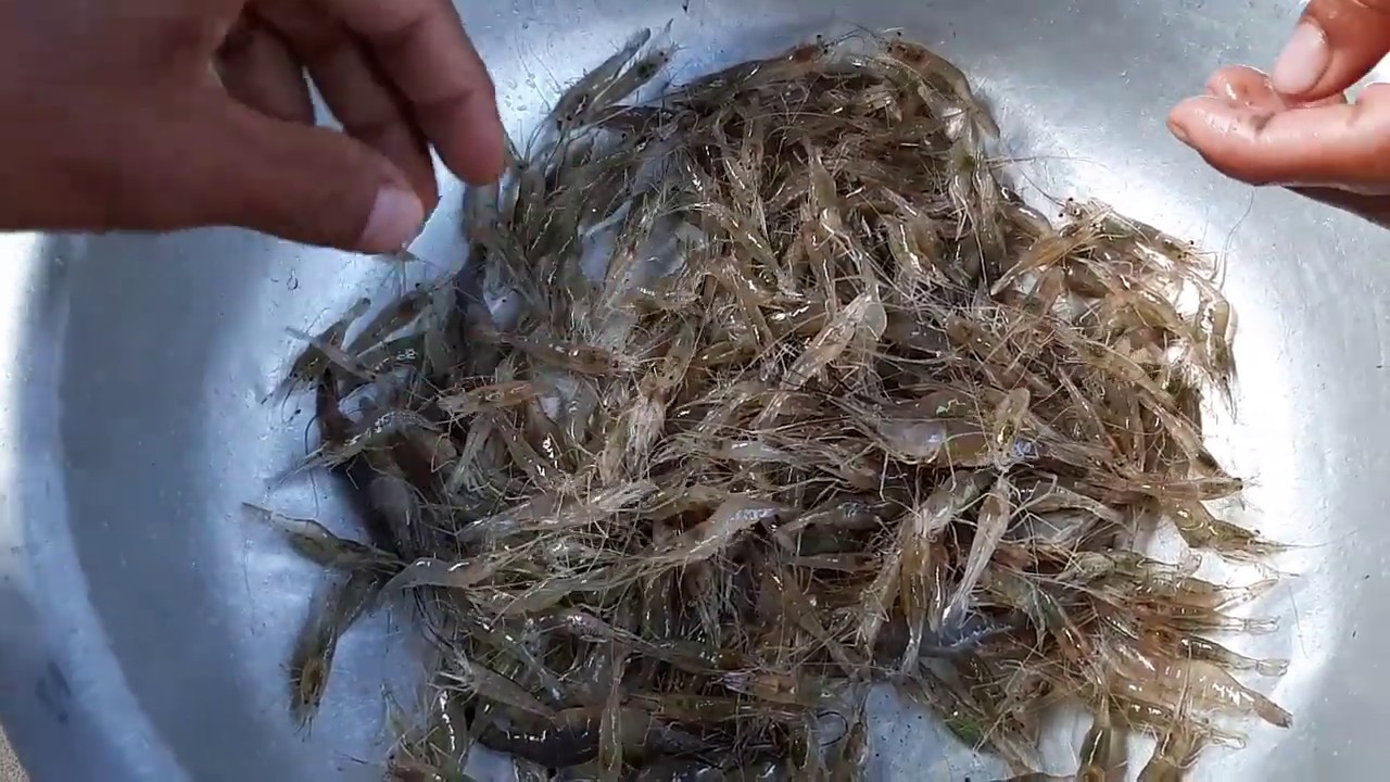 Nghề Bị Thất Truyền Lâu Năm Đặt Lợp Tép Rong # SĂN BẮT ĐỒNG THÁP ...