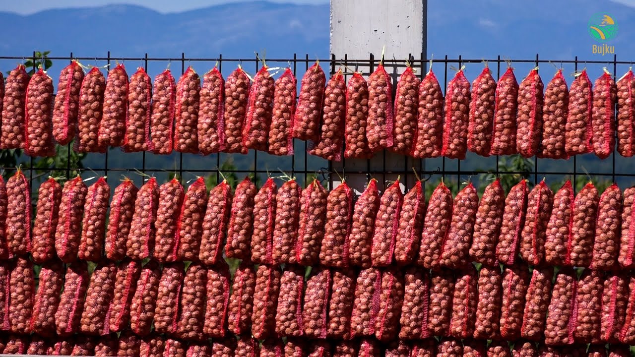 Bujku 09.10.2022 - YouTube