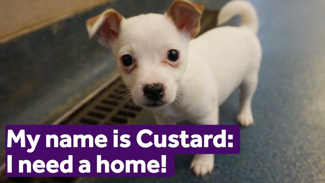 Adopt Custard | Dogs | Mayhew - YouTube